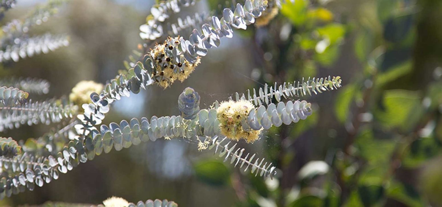 Explore Barakula State Forest - Western Downs Queensland