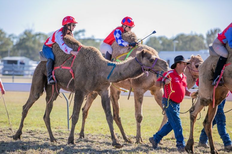 Tara Camel Races - Western Downs Queensland