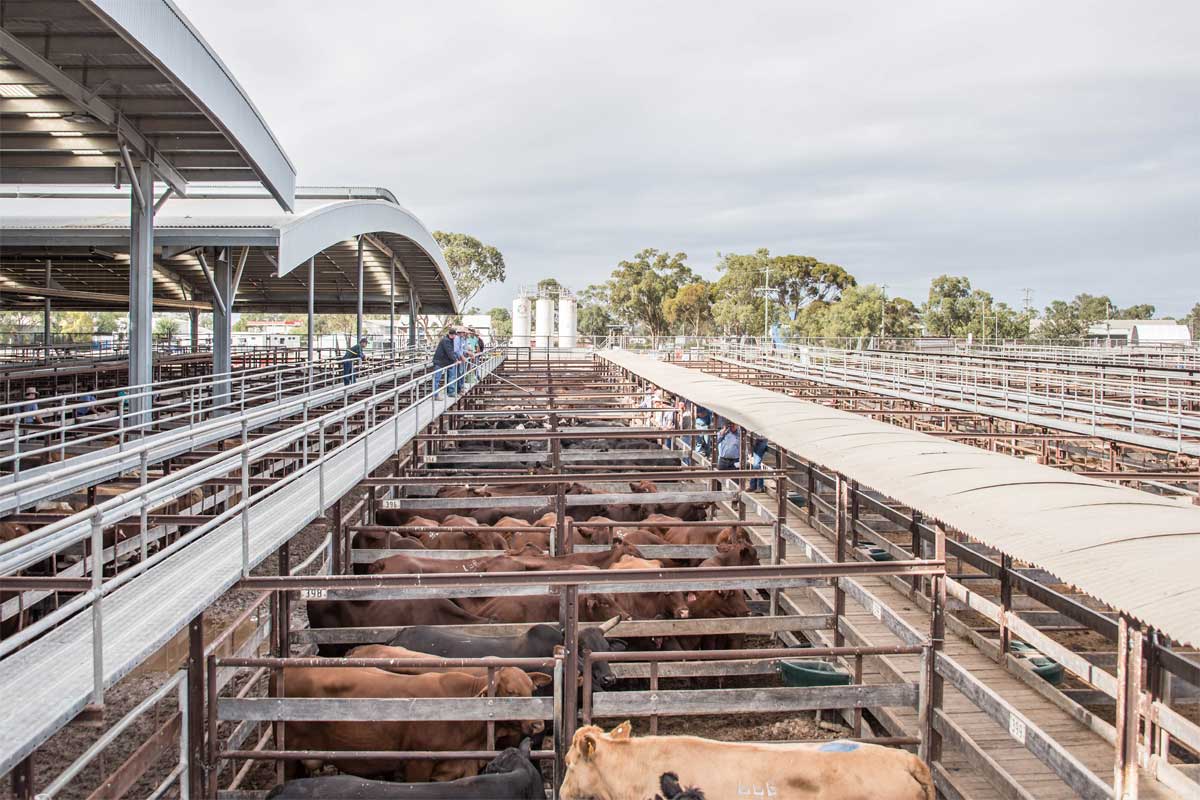 Saleyard Tours - Western Downs Queensland