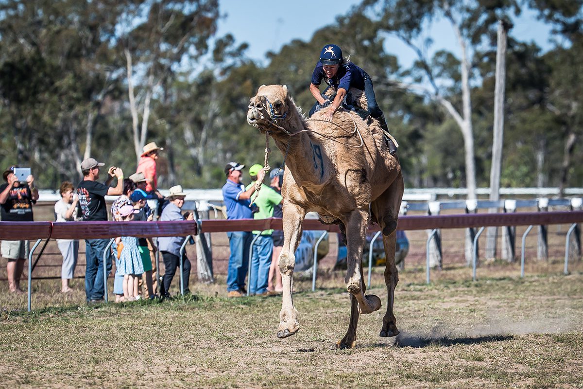 Tackling Tara Camels - planning your 2022 Tara Festival experience ...